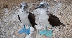 Oracle Cloud Impressions - Blog